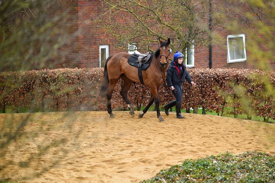Horses Guided Back Stables After Their Editorial Stock Photo - Stock ...