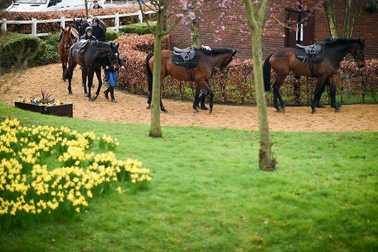 Horses Guided Back Stables After Their Editorial Stock Photo - Stock ...