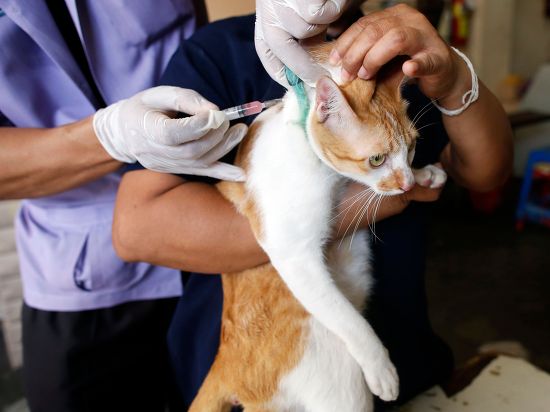 Thai Veterinarian Gives Rabies Vaccine Shot Editorial Stock Photo ...