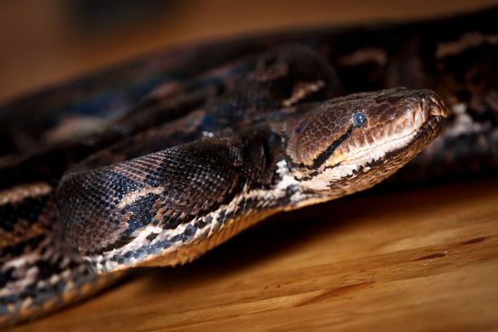 18yearold Fivemeterlong Reticulated Python Python Reticulatus Editorial ...