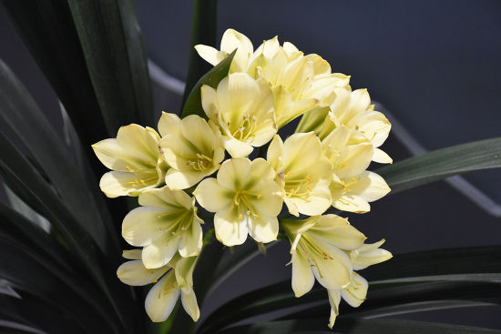 10th Beijing Orchid Exhibition Kicks Off Editorial Stock Photo - Stock ...