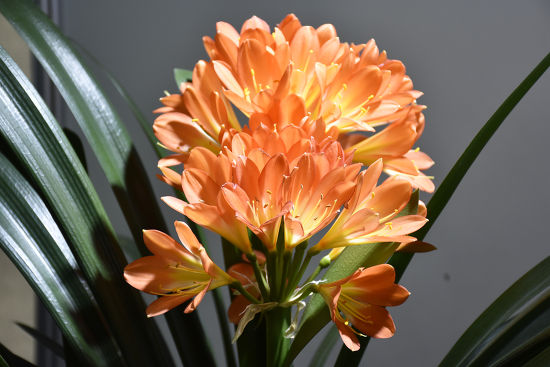 10th Beijing Orchid Exhibition Kicks Off Editorial Stock Photo - Stock ...