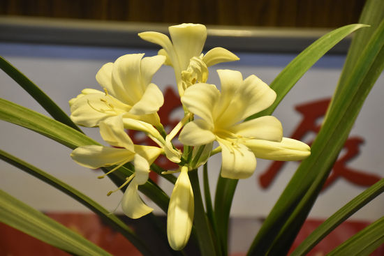 10th Beijing Orchid Exhibition Kicks Off Editorial Stock Photo - Stock ...