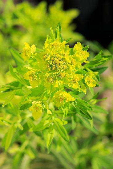 Marsh Spurge Euphorbia Palustris Blossom Germany Editorial Stock Photo ...