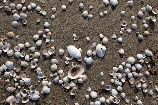 Seashells Baltic Sea Beach Near Zingst Editorial Stock Photo - Stock ...