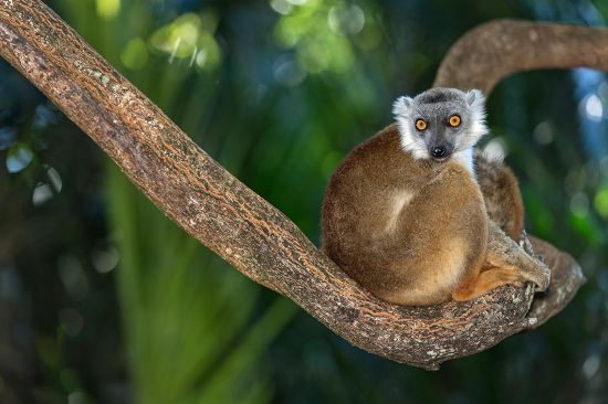 True Lemur Hybrid Lemuridae Sits Tree Editorial Stock Photo - Stock ...