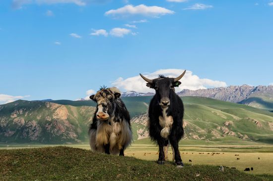Two Yaks Bos Grunniens Front Mountains Editorial Stock Photo - Stock ...