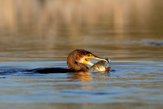 Great Cormorant Phalacrocorax Carbo Fish Prey Editorial Stock Photo ...