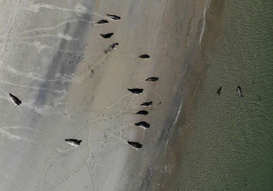 Picture Taken Drone Shows Colony Seals Editorial Stock Photo - Stock ...