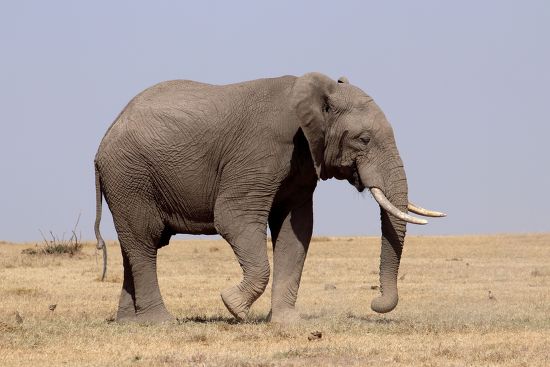 Elephant Ol Pejeta Conservancy Kenya Editorial Stock Photo - Stock ...