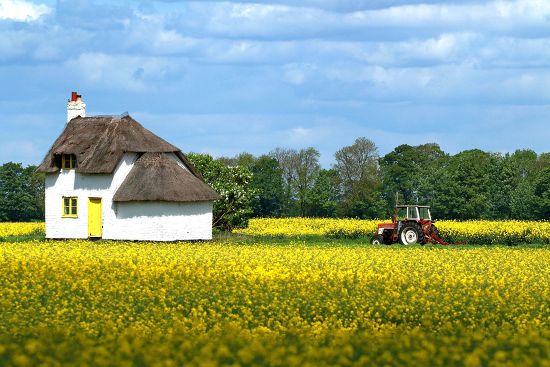 Tractor Cuts Grass Around Canary Cottage Editorial Stock Photo - Stock ...