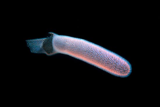 Colonial Tunicates Pyrosoma Tunicate Pyrosoma Atlanticum Editorial ...