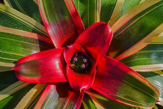 Flowering Red Vriesea Bromeliad Vriesea Imperialis Editorial Stock ...