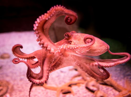Red Octopus Octopoda Aquarium Captive Editorial Stock Photo - Stock ...