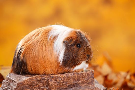 Sheltie Guinea Pig Cavia Porcellus On Editorial Stock Photo - Stock ...
