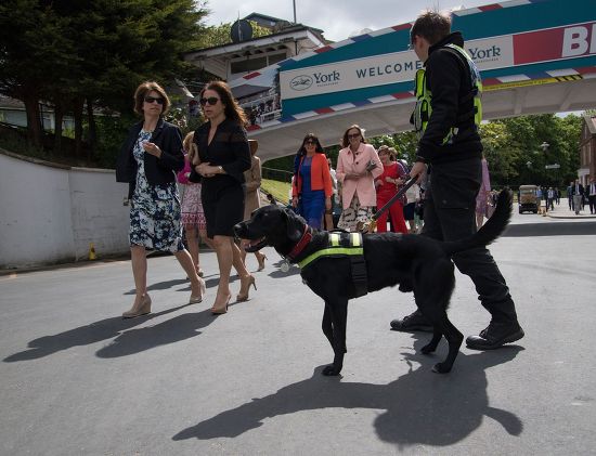 Sniffer Dog Work Racegoers Arrive During Editorial Stock Photo - Stock ...