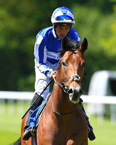 Well Done Fox Ridden By Sean Editorial Stock Photo - Stock Image ...