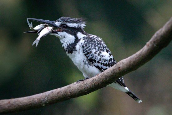 Kingfisher Three Fish Beak Editorial Stock Photo - Stock Image ...