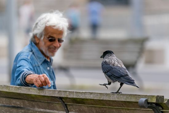 Crow Steps Man Who Holds Piece Editorial Stock Photo - Stock Image ...