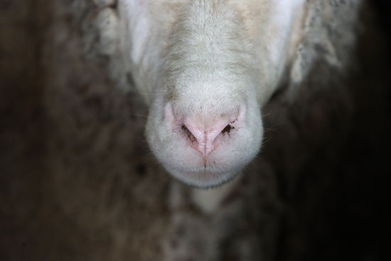 Close Unsheared Sheeps Nose Sheep Breeding Editorial Stock Photo ...