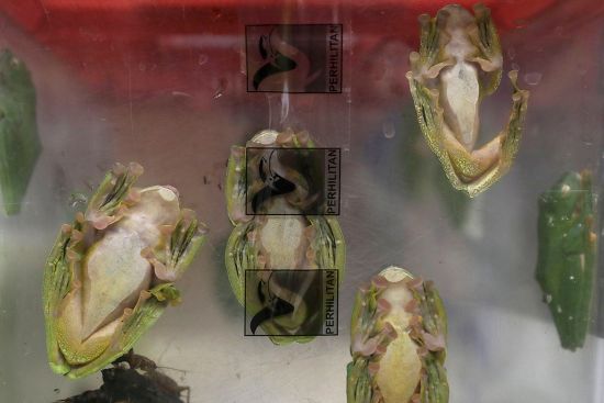 Frogs Displayed Inside Cage During Press Editorial Stock Photo - Stock ...