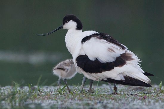 Mother Bird Sheltering Her Young Chicks Editorial Stock Photo - Stock ...