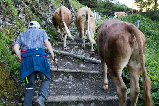 Guided By Farmers Herd Cows Climb Editorial Stock Photo - Stock Image ...