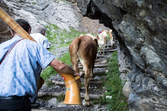 Guided By Farmers Herd Cows Climb Editorial Stock Photo - Stock Image ...