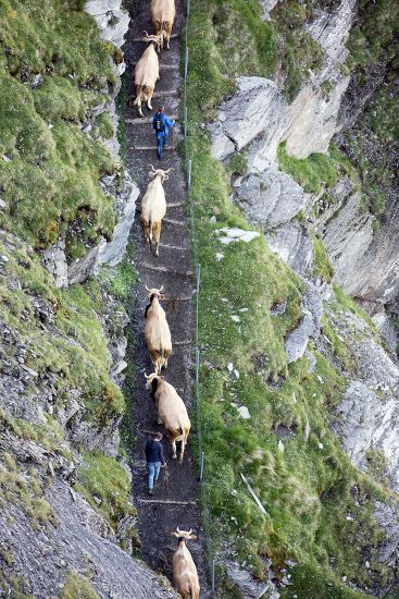 Guided By Farmers Herd Cows Climb Editorial Stock Photo - Stock Image ...