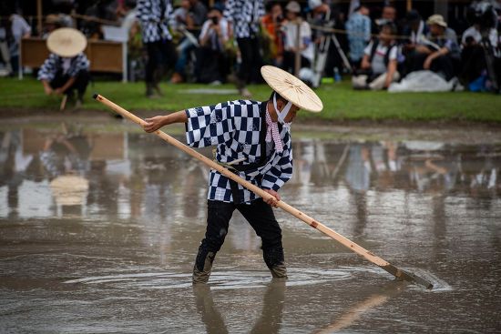 Man Uses Large Wooden Rake Prepare Editorial Stock Photo - Stock Image ...