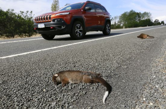Car Passing Roadkill Dead Native Ringtail Editorial Stock Photo - Stock ...