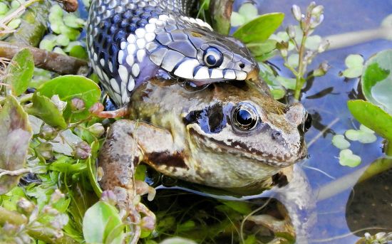 Grass Snake Eating Frog Editorial Stock Photo - Stock Image | Shutterstock
