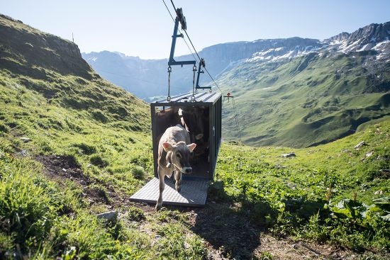 Cow Emerges Cattle Cable Car After - Foto de stock de contenido ...
