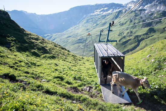 Cow Emerges Cattle Cable Car After Editorial Stock Photo - Stock Image ...