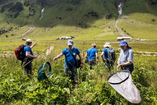 Lepidopterologists Butterfly Researchers Look Butterflies Urnenboden ...