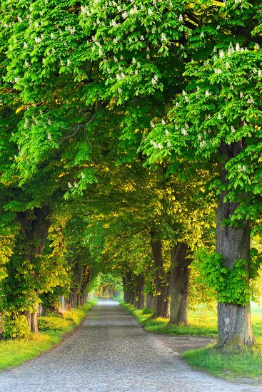 Allee Im Morgenlicht Flowering Chestnut Trees Editorial Stock Photo ...