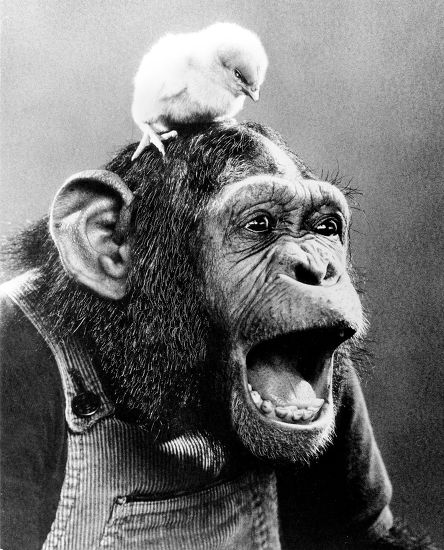 Chick On Head Screeching Chimpanzee England Editorial Stock Photo ...