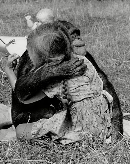 Chimpanzee Girl Hugging Each Other Meadow Editorial Stock Photo - Stock ...