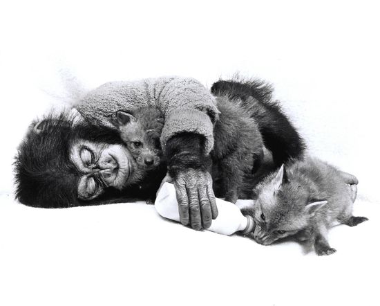 Monkey Fox Cuddling England Great Britain Editorial Stock Photo - Stock ...