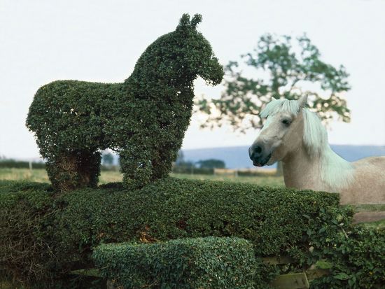 Horse Cut Hedge England Great Britain Editorial Stock Photo - Stock ...