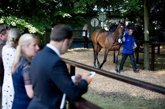 Pre Parade Ring Editorial Stock Photo - Stock Image | Shutterstock