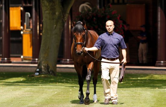 Ribchester Dalham Hall Stud Newmarket Editorial Stock Photo - Stock ...