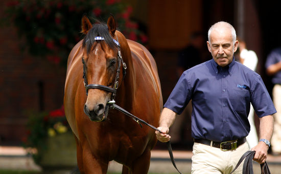 Territories Dalham Hall Stud Newmarket Editorial Stock Photo - Stock ...