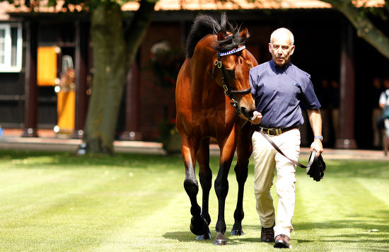 Territories Dalham Hall Stud Newmarket Editorial Stock Photo - Stock ...