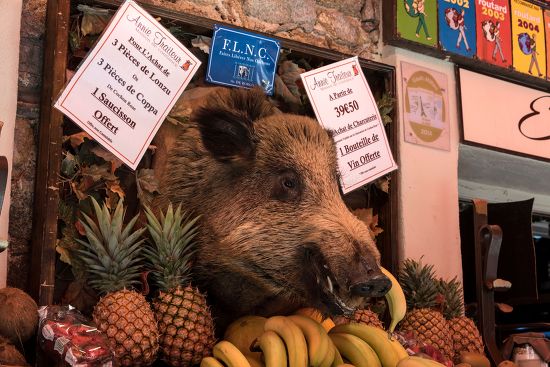 Wild Boars Head On Display Annie Editorial Stock Photo - Stock Image ...