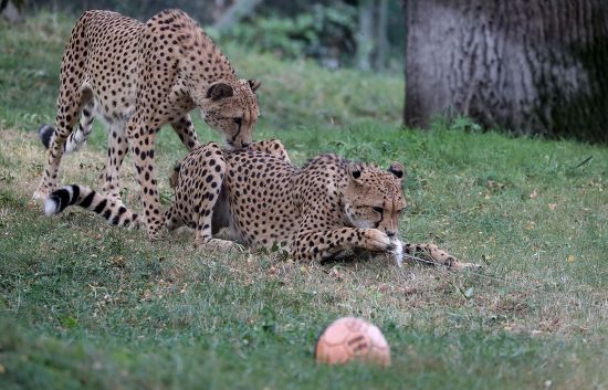 Cheetah Catches Bait New Installed Racetrack Editorial Stock Photo ...