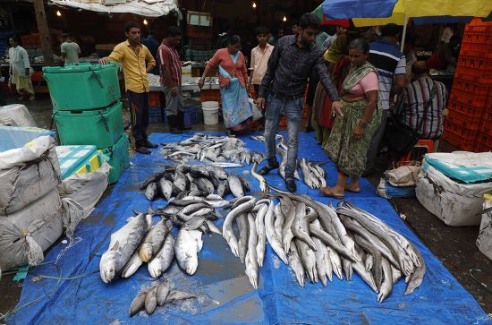 Fish Market Ganesh Peth Editorial Stock Photo - Stock Image | Shutterstock