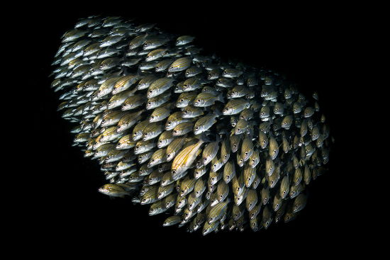 Striped Grunter Fish Editorial Stock Photo - Stock Image | Shutterstock