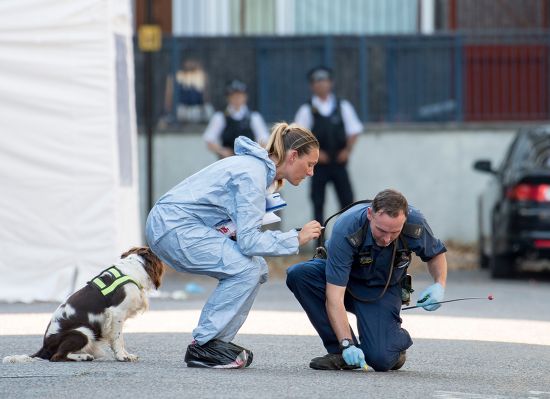 Forensics Search Dog Look Blood Trails Editorial Stock Photo - Stock ...