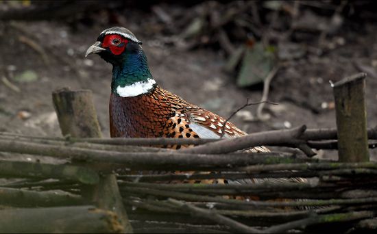 Pheasant Rspb Titchwell Marsh Editorial Stock Photo - Stock Image ...